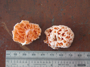 Fungus! It’s in the air .. and elsewhere | Endless Forms Most Beautiful